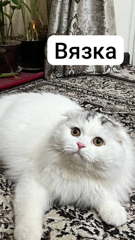 ВЯЗКА!!! Хайленд фолд окрасом Ван,приглашает