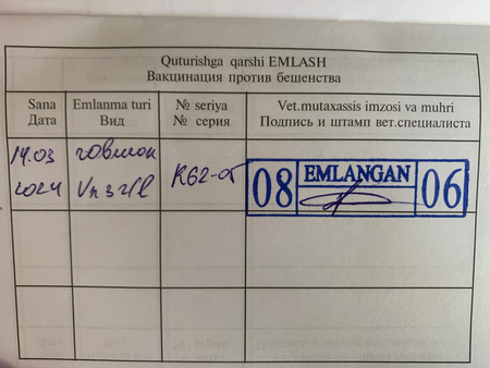 Mr. Muiz кот для вязки