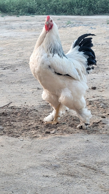 Brama xurozlari sotiladi