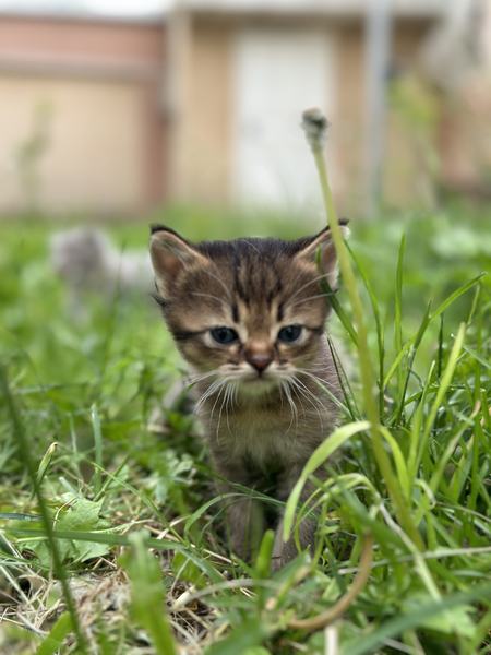 Котёнок мальчик