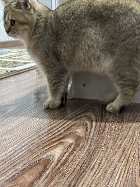 Скотиш страйт кот большой
