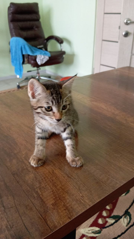 Отдам котят в ответственные и в добрые руки