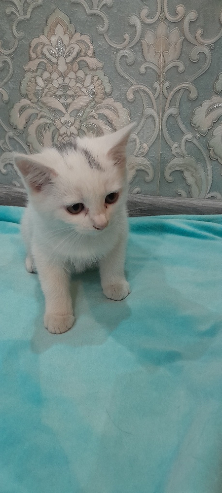 Продаю котят скотиш страйт  девочка и мальчик