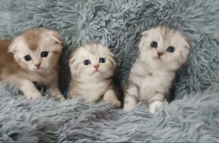 Элитные шотландские котята