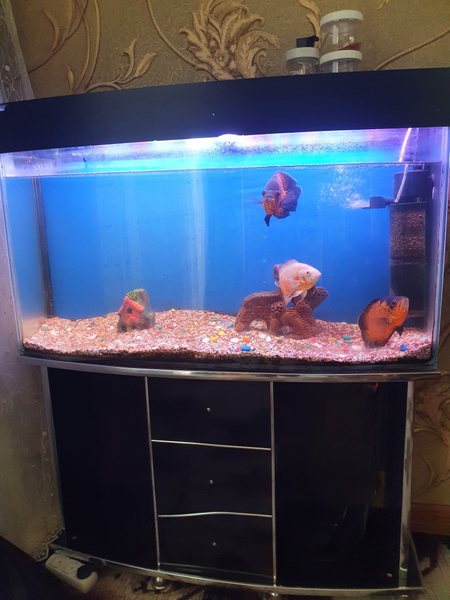 Akvarium sotiladi