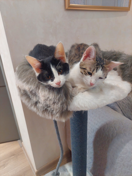 Котёнок девочка. Очень ласковая. Привита,  имеет паспорт