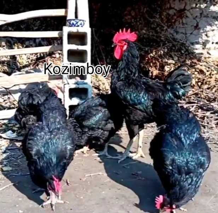 Qora shaxzoda gigant