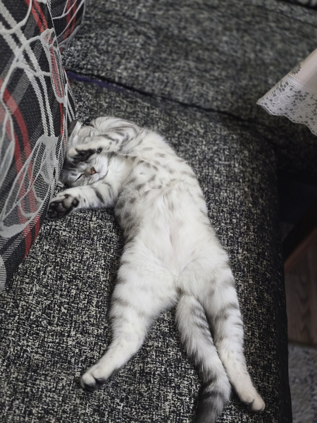 Скотиш фолд сотилади