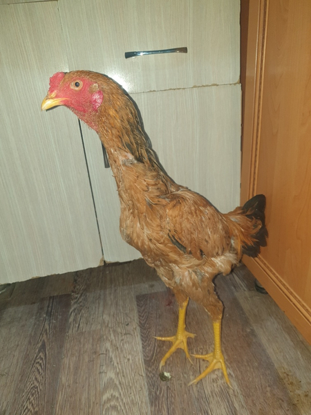 Продаются петухи куланги здоровые родились в этом году конца апреля
