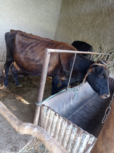 Toʻrtinchi qorin bolasi urgʻochi 7-8 ltr suti bor