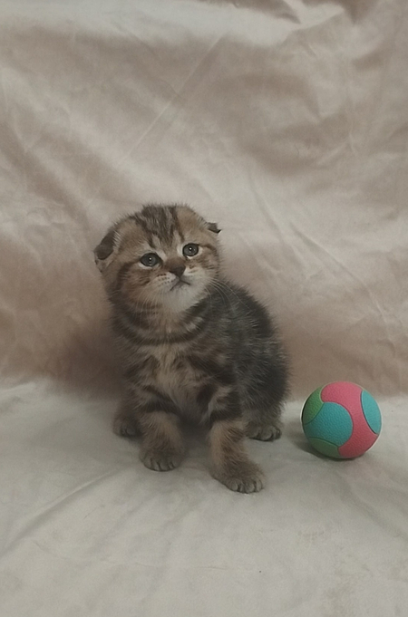 Шотландские котята( шиншиллы)