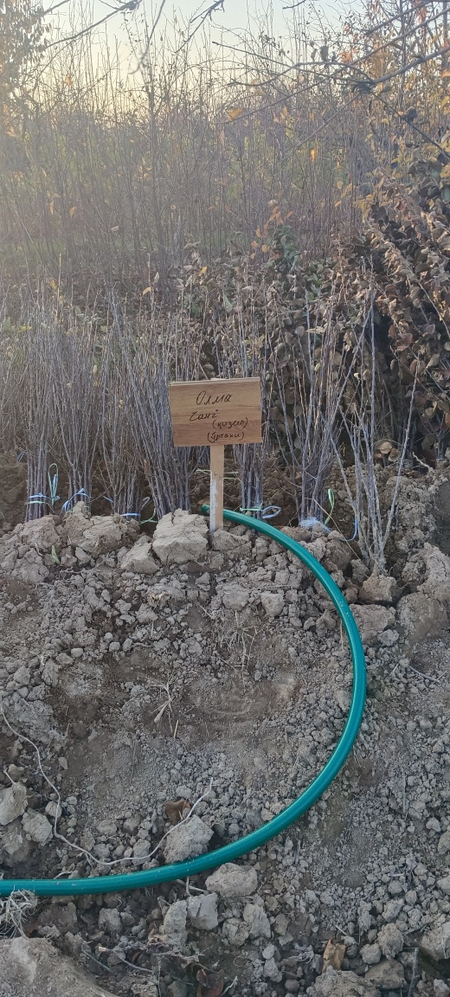 Mevali daraxt koʻchatlari sotiladi