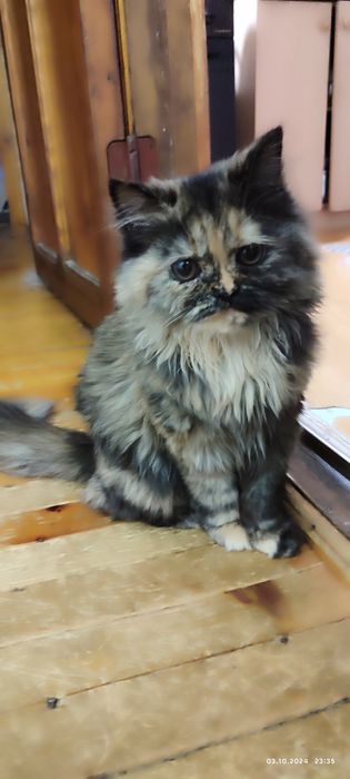 Продаются котята персидской породы