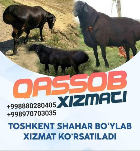 Qasso xizmat Qurbon hayitga qo'chqorlar ham bor