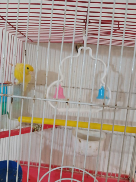 Kanareyka qafasi bilan birga sotiladi