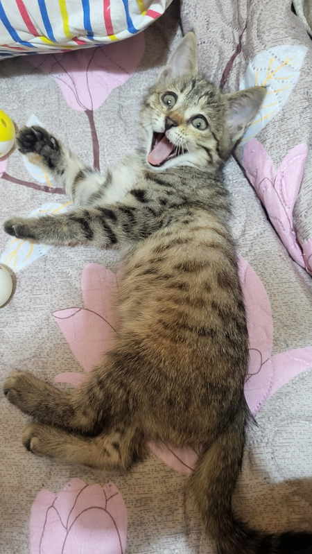 Котёнок в добрые руки