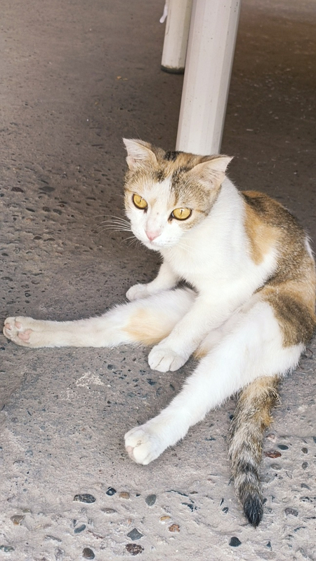 Tekinga bervoraman qiz mushuk