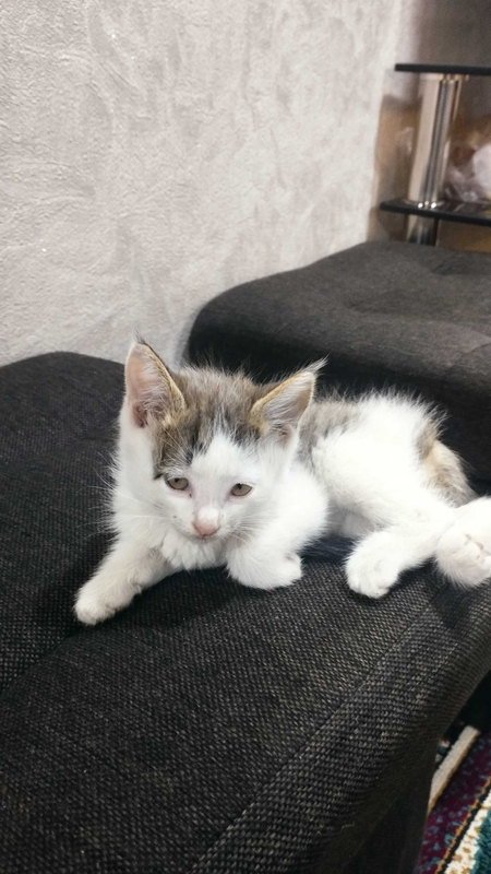 Отдам даром котят