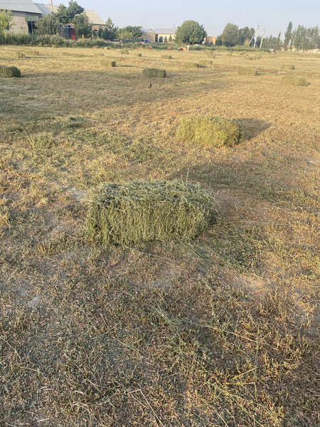 Beda (Беда) sotiladi