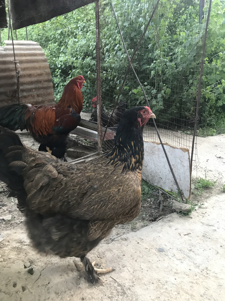 xoʻroz tovuqlar sotiladi