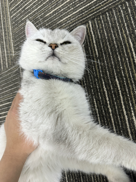 Кот мушук страйт