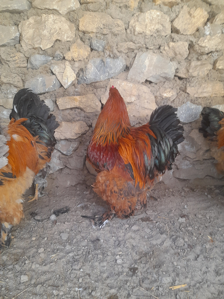 Barama xuro'zlari