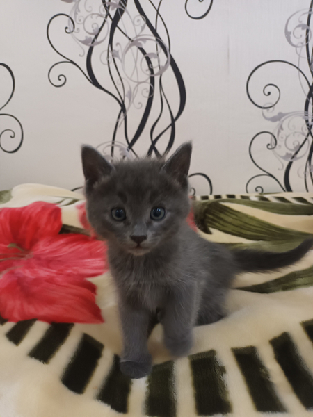 Отдадим котят в добрые руки!