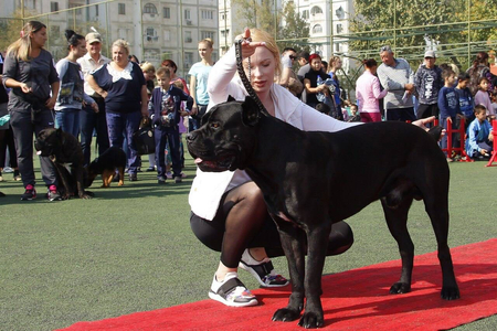 Вязка Кабель Кане Корсо