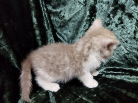 Продаются котята