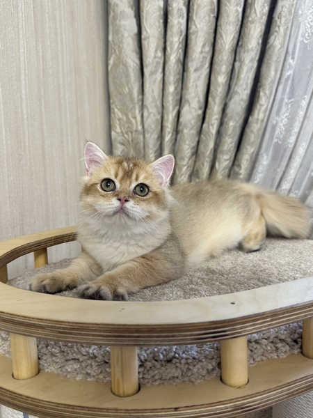 Британская шиншилла