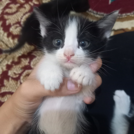 Aq qara bir ayliq misiq