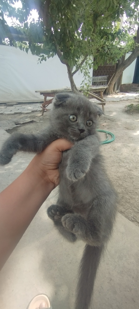 Кошки чиста кровные Scottish fold и stray