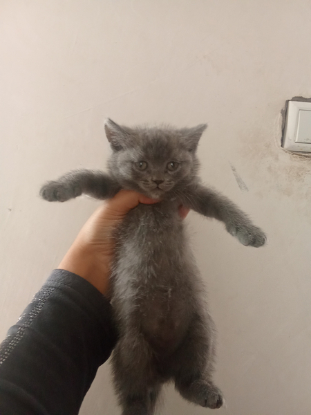 Продается кошка скотиш фолд и скотиш страйд