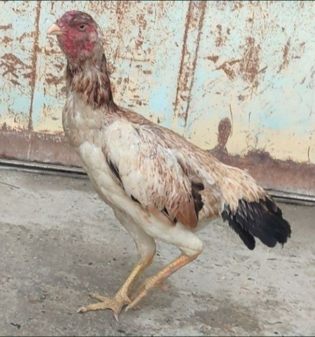 Turk chisti qoni toza kulangilar sotuvda tuxumda