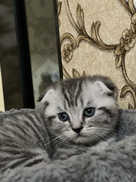 Продаются котята золотистой шиншиллы мальчик и девочка страйт и фолд