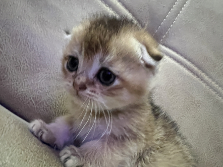 Chistokrovniy scottish fold