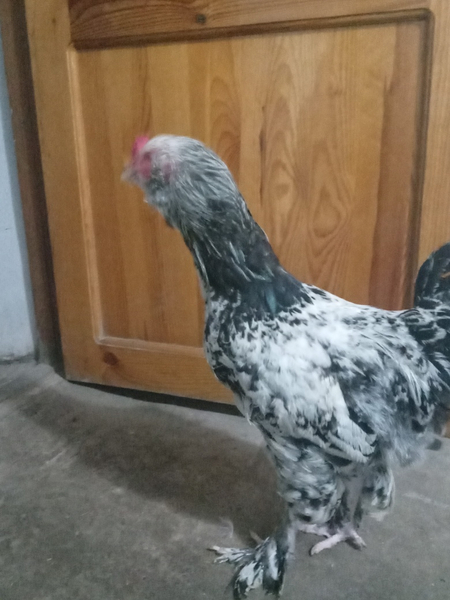 Brama jòja xòroz sotiladi