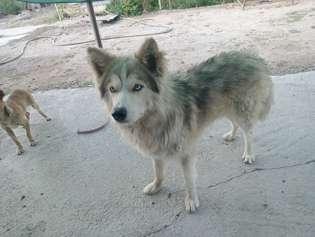 Sibirski Xatiko aqlli kuchuk oʻgʻil bola