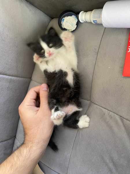 Котенок в хорошие руки