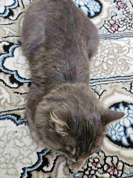 Кошка скотиш чистая