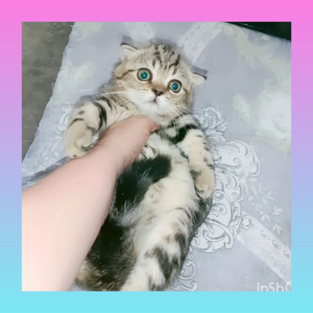 Продаётся котёнок скоттиш фолд девочка