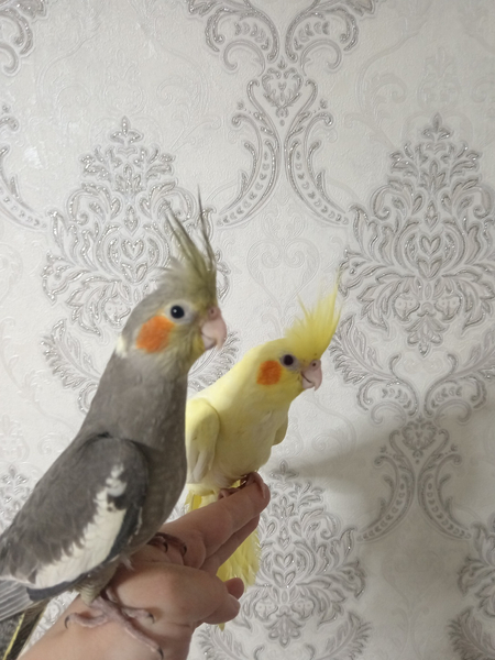 Продаются корелла ручные