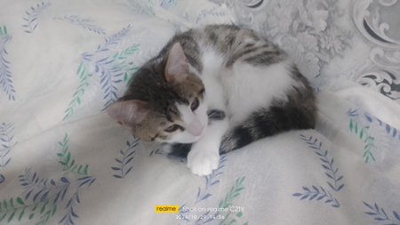 Продайотця котёнок