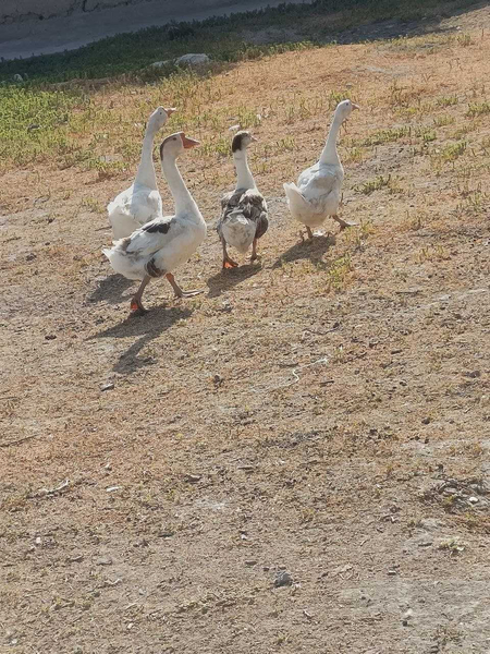 G'ozlar va jo'jalari va tuxumlari sotiladi