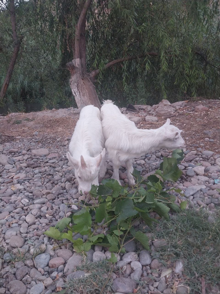 Продаются козлята 2 самца
