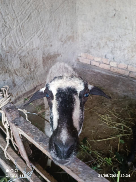 Barra,egiz tug'adigan ona qo'y sotiladi