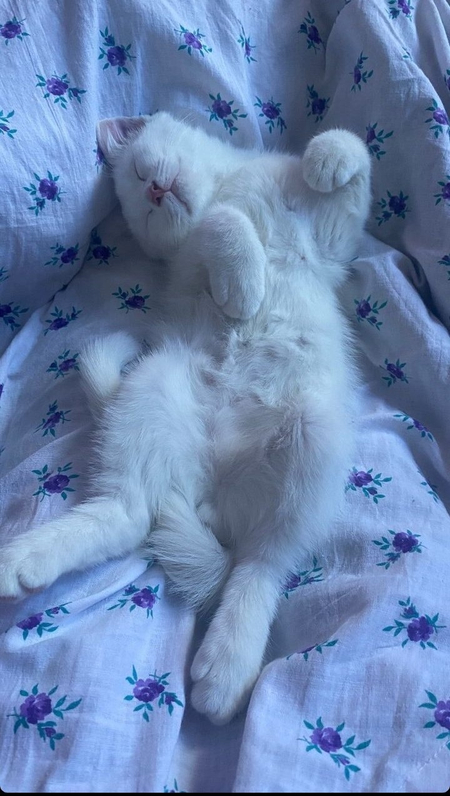 Котёнок,мальчик,пародистый