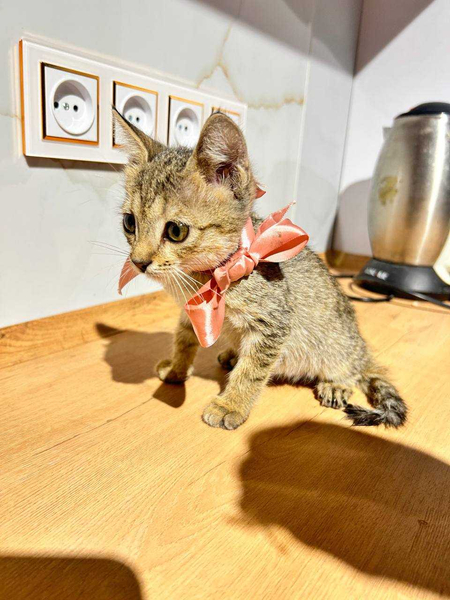 Котята (1,5 месяца) Девочки