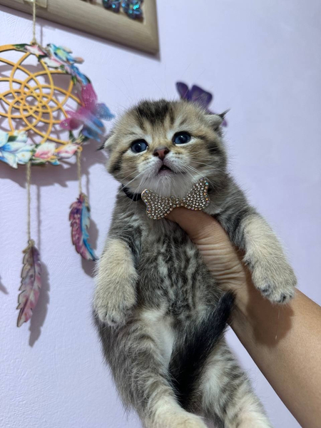Продаются шикарные котята Скоттиш фолд и Скоттиш страйт