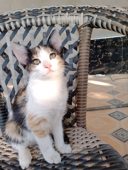 Бесплатно. Котята в хорошие руки
